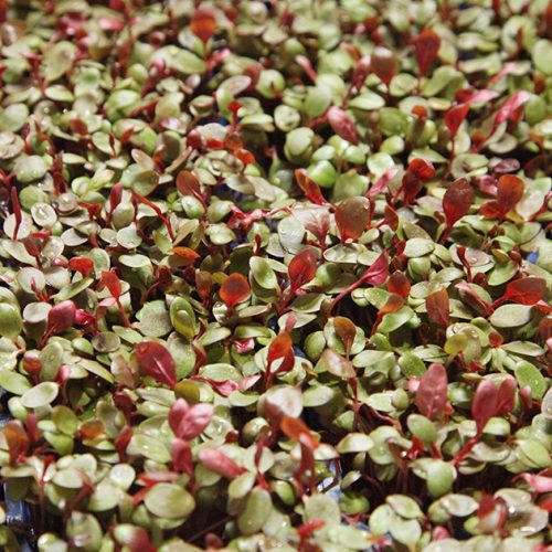 Cresses • Euro-Atlantic