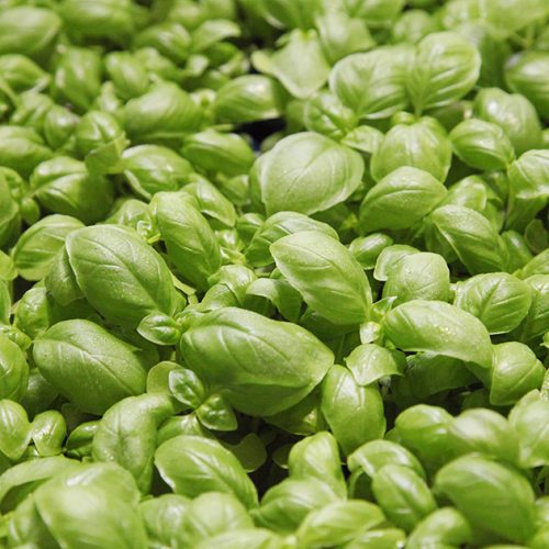 Cresses • Euro-Atlantic