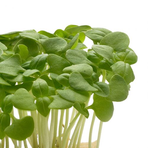 Cresses • Euro-Atlantic