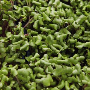 Cresses • Euro-Atlantic