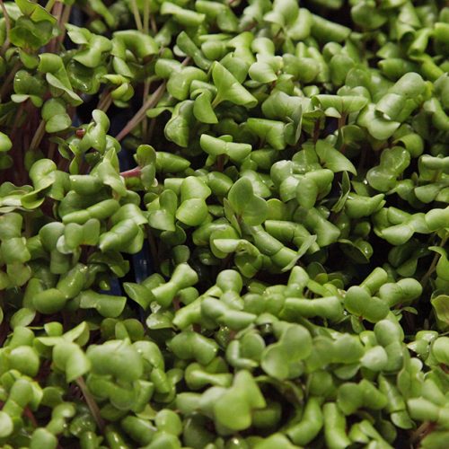 Cresses • Euro-Atlantic