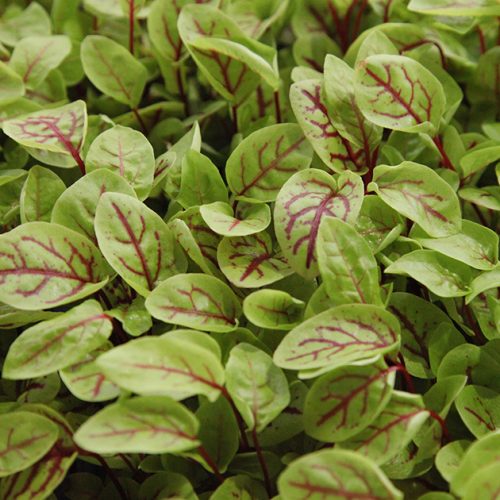 Cresses • Euro-Atlantic